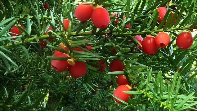 El Tejo, el único árbol que crece al revés | Blog de Turismo Rural
